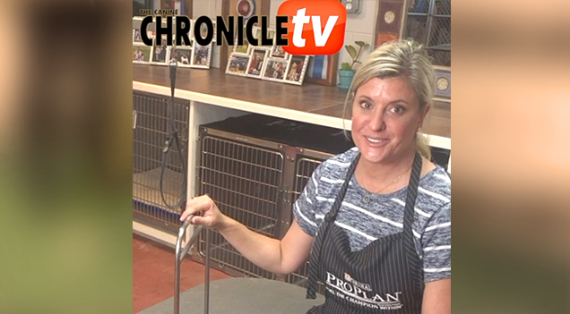 WHAT S IN A WORD Dog Show Terminology Pt 2 Canine Chronicle TV what-s-in-a-word-dog-show-terminology-pt-2-canine-chronicle-tv